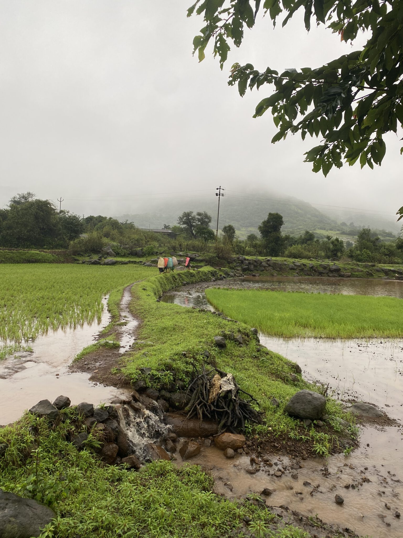 Complete Information to trek Lingya ghat waterfall from Pune and Mumbai ...